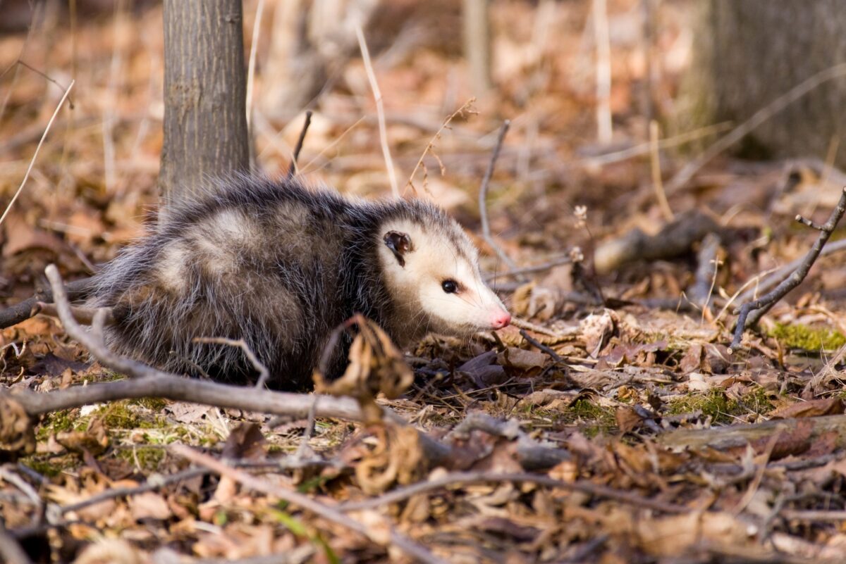 Tennessee Homeowners Should Think Twice Before Chasing Possums Away