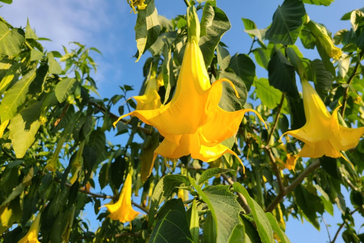 The 10 Toxic Trees That Could Be Hiding In South Carolina Yards