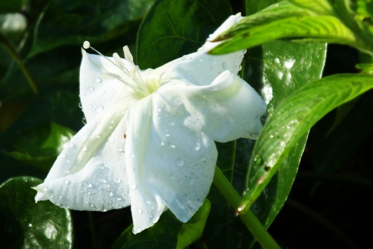 10 Perennials That Bloom From Spring To Fall (And 7 That Keep Flowers ...