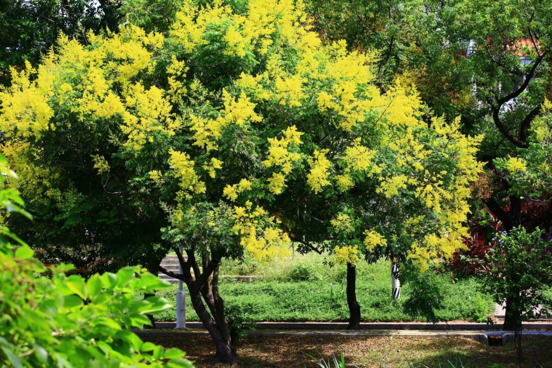 The Most Toxic Trees Found In Texas Yards