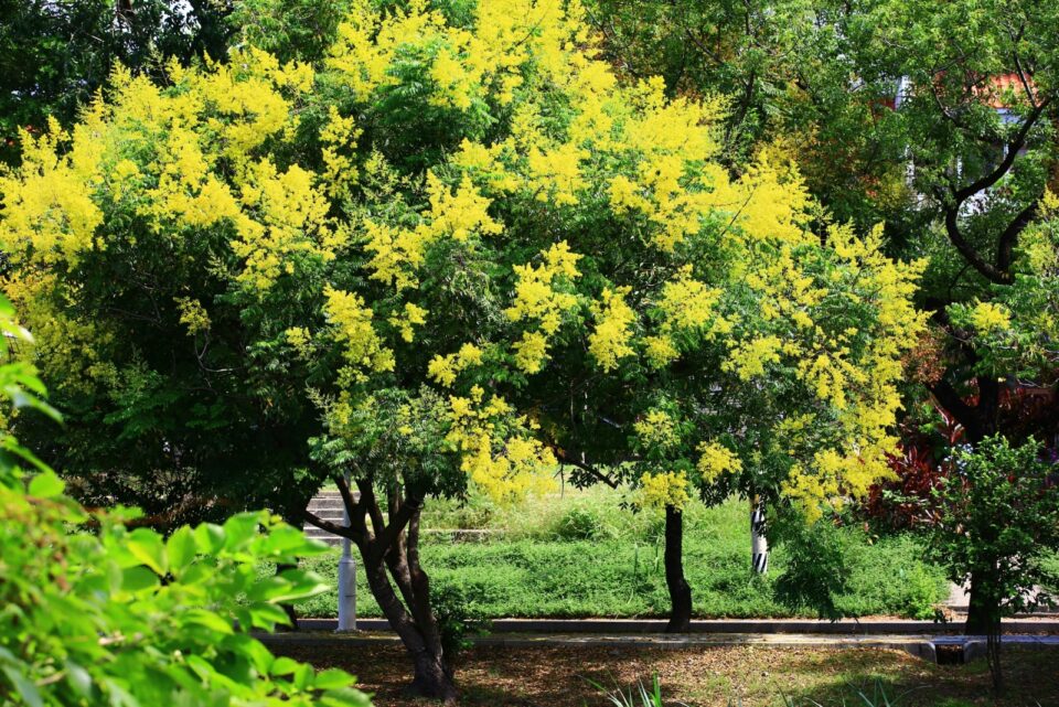 The Most Toxic Trees Found In Texas Yards