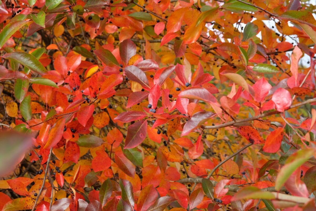 The One Missouri Tree Every Bee And Bird Flocks To Each September