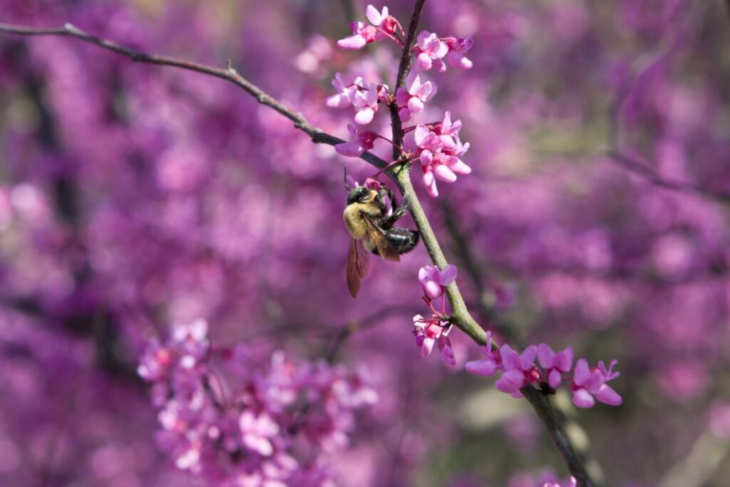 The One Virginia Tree That Turns Into A Pollinator Magnet Every Fall