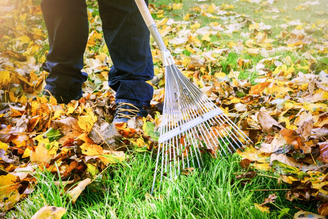 The Pros And Cons Of Raking Leaves According To Pennsylvania Gardeners