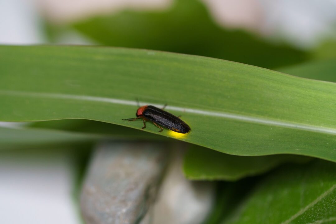 The Real Reasons Fireflies Are Vanishing From Illinois Yards
