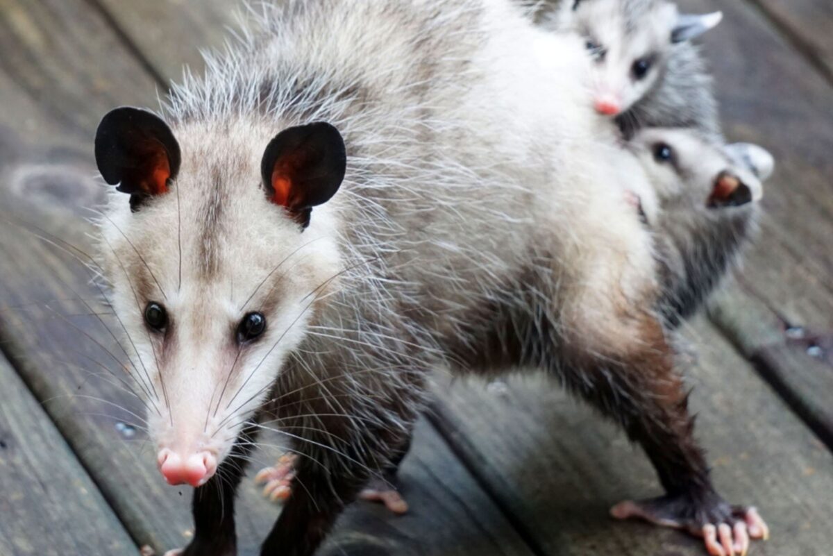 Think Twice Before Running Possums Out Of Your Alabama Yard