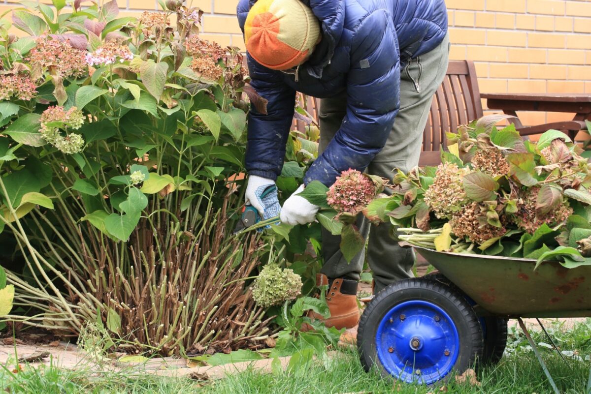 What Every Colorado Gardener Should Do For Their Hydrangeas Before The ...