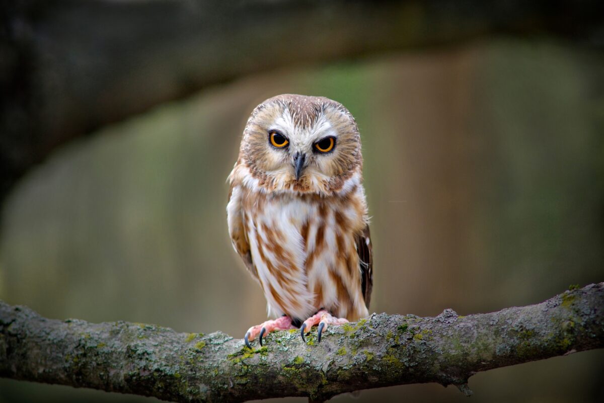What You Can Do To Support Owls In Washington Suburbs