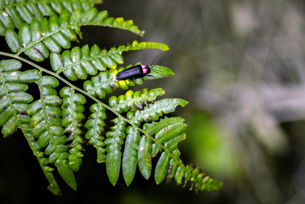 Where All The Indiana Fireflies Are Going And Why Fewer Appear Each Summer