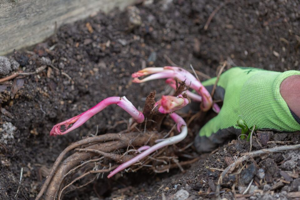 Why And How To Divide Peonies This Fall In Your California Garden