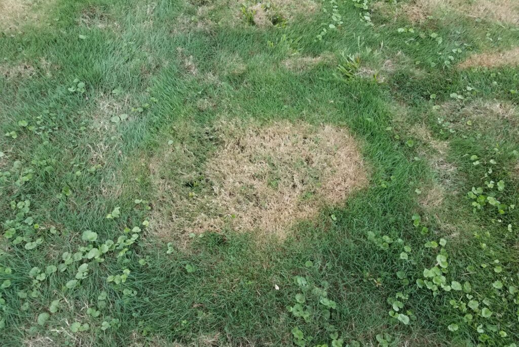 Why Dead Patches Keep Showing Up In South Carolina Lawns