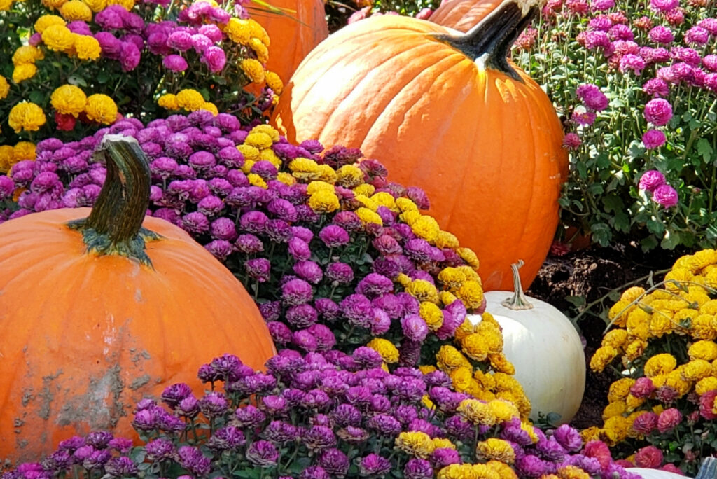 10 Best Ways To Keep Mums Thriving All Fall In Texas Without Crispy Leaves