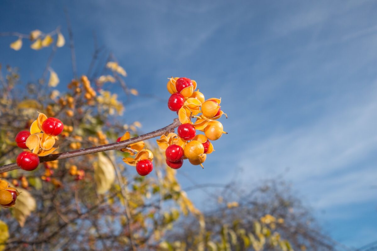10 Common Garden Plants That May Soon Be Illegal In Pennsylvania Suburbs