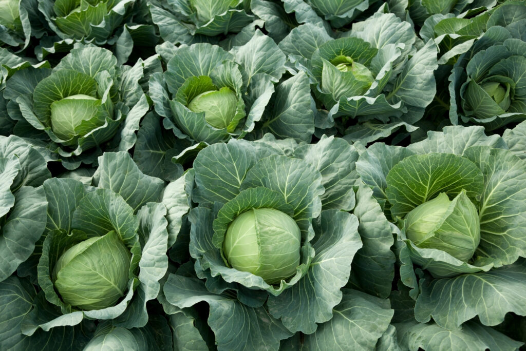 10 Crops To Pick In October For A Fresh Autumn Harvest In Oregon