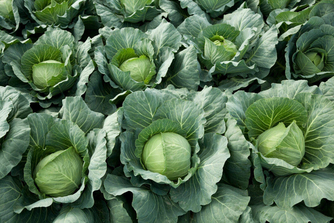10 Crops To Pick In October For A Fresh Autumn Harvest In Oregon