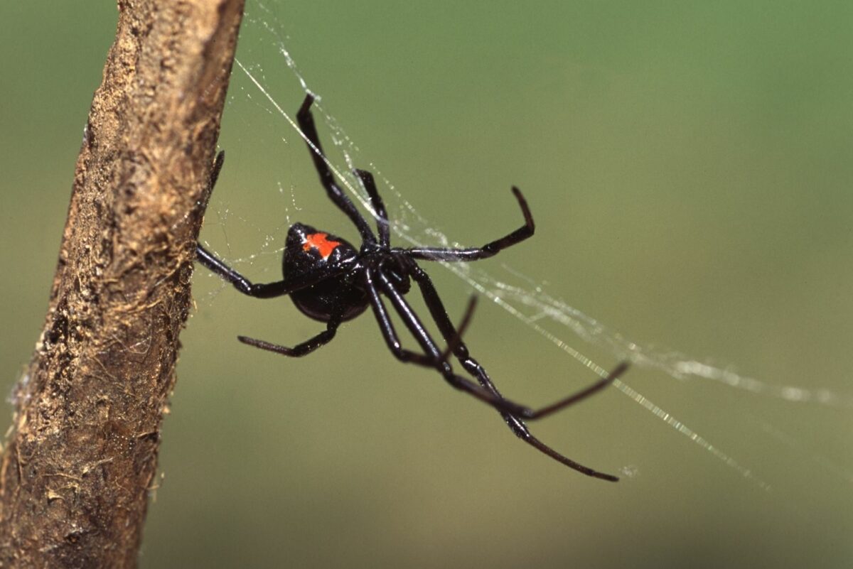 10 Dangerous Insects Colorado Homeowners Should Eliminate Before Winter ...