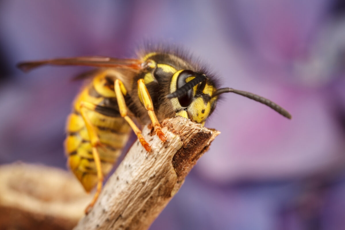 10 Dangerous Insects To Eliminate On Sight In Georgia