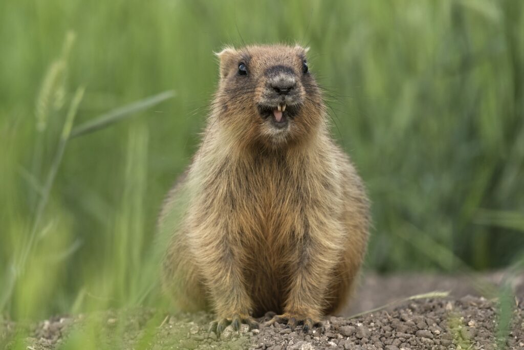 10 Easy Natural Ways To Stop Gophers In Oklahoma Yards