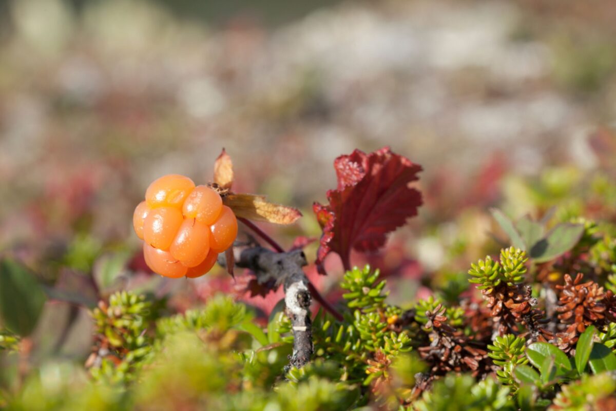 10 Fruits You Can Still Grow From Seed In October In Alaska