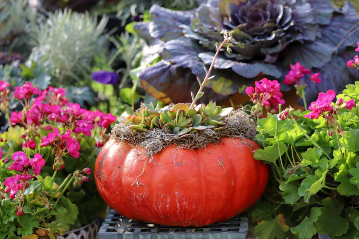 10 Succulent Displays That Bring Autumn Colors To California