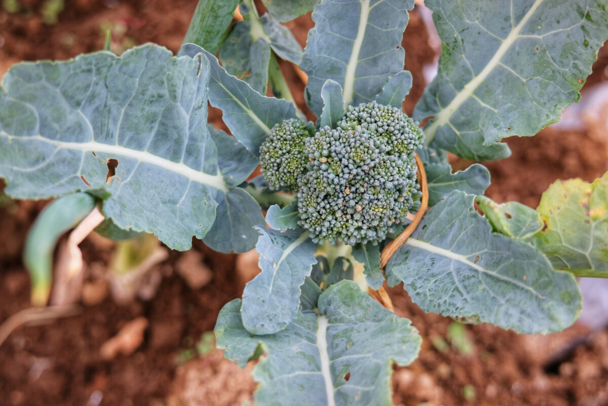 10 Vegetable Seeds You Can Sow In October In Georgia