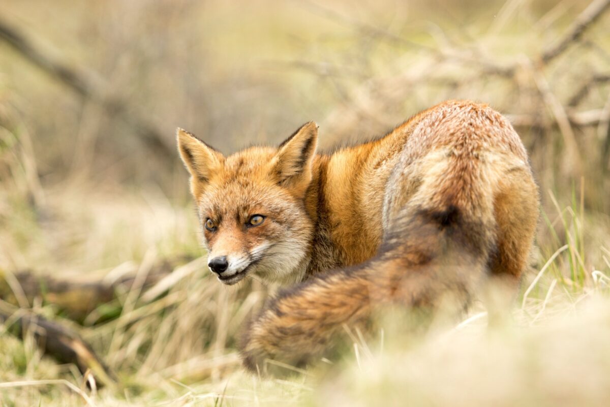 10 Wild Animals Thriving In Illinois Cities (And Might Already Be In ...