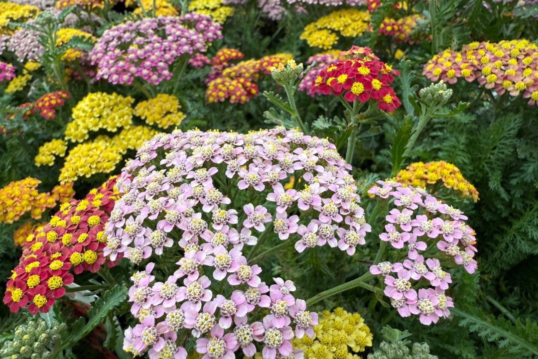 10 Yarrow Varieties That Brighten Gardens In California