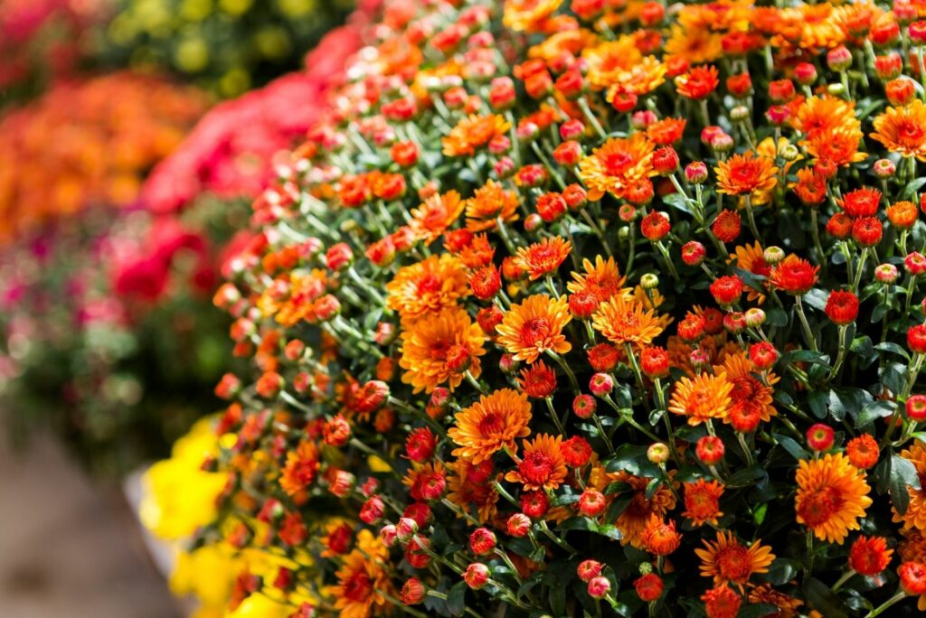 11 Common Mistakes Ohio Gardeners Make When Buying Fall Mums
