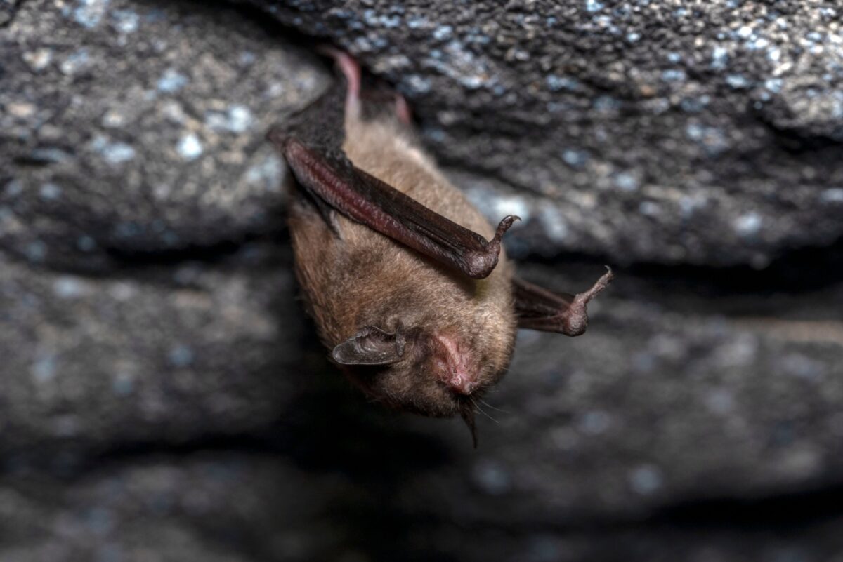 11 Creatures You Cannot Legally Remove In Indiana Homes And Gardens