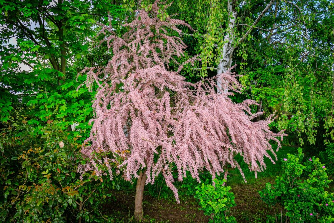 11 Invasive Plants Utah Homeowners May Have To Remove Soon