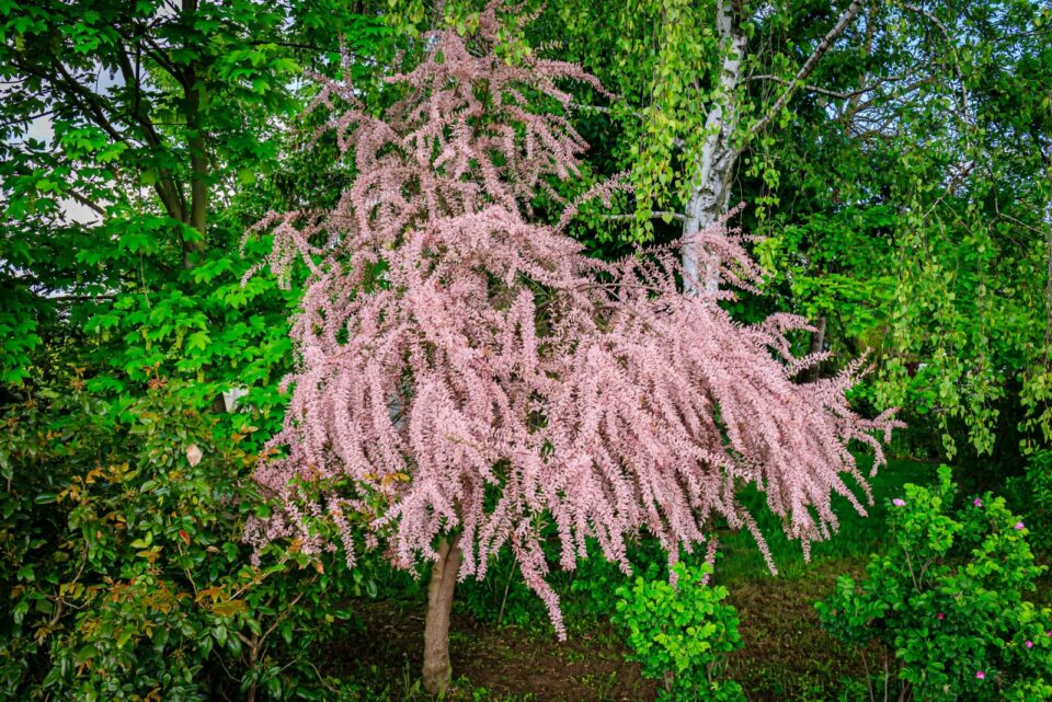 11 Invasive Plants Utah Homeowners May Have To Remove Soon