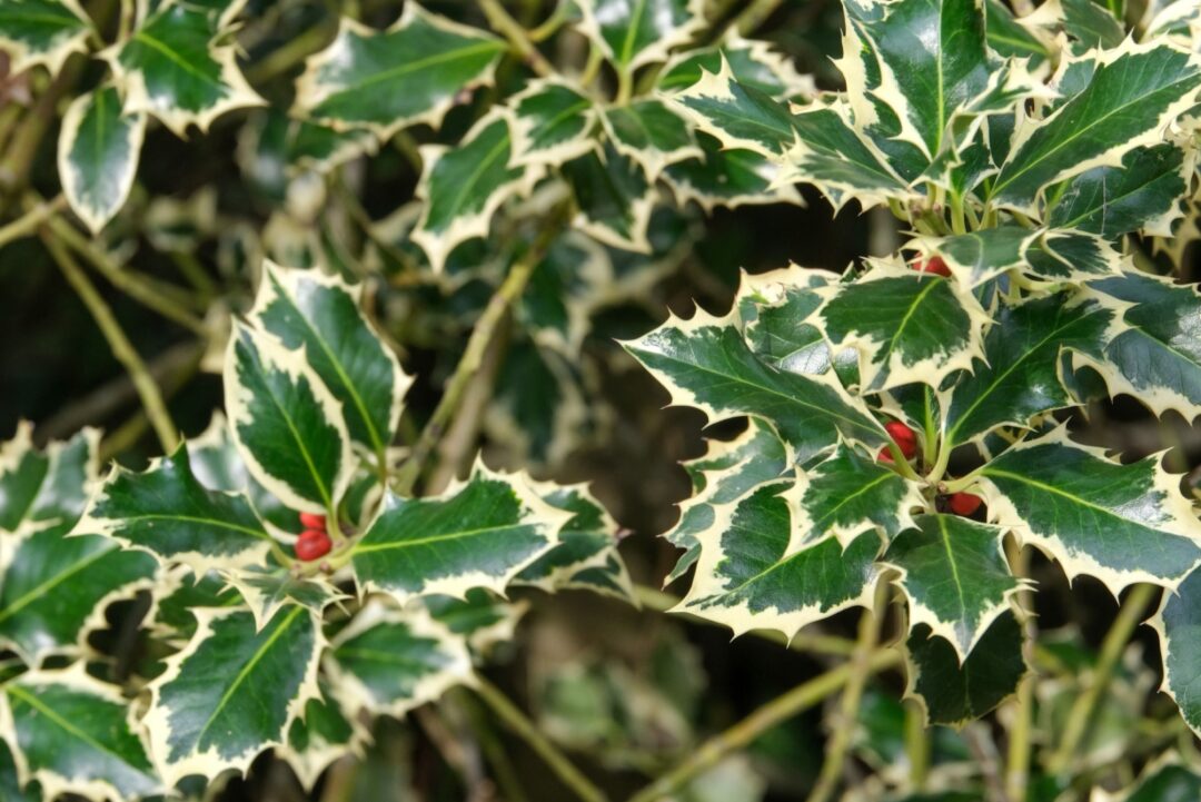 11 Invasive Plants Washington Homeowners Might Have To Remove Soon