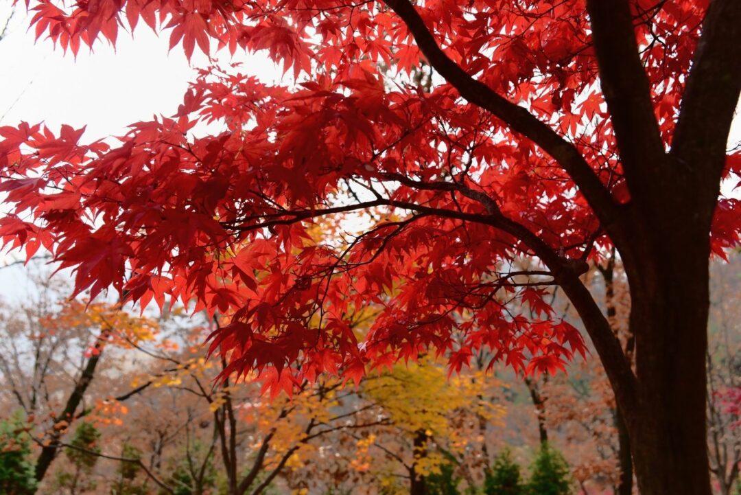 11 Trees With Stunning Fall Color In Michigan Landscapes