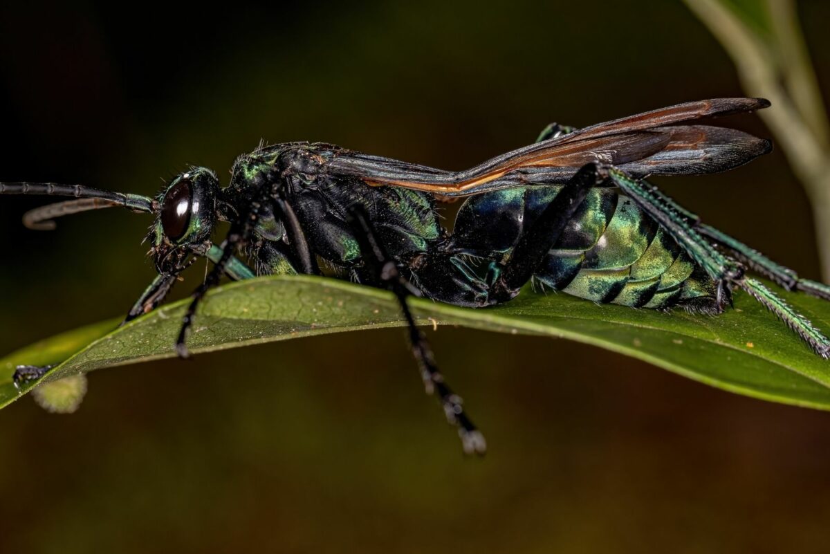 11 Venomous Creatures Every Missouri Gardener Should Know About