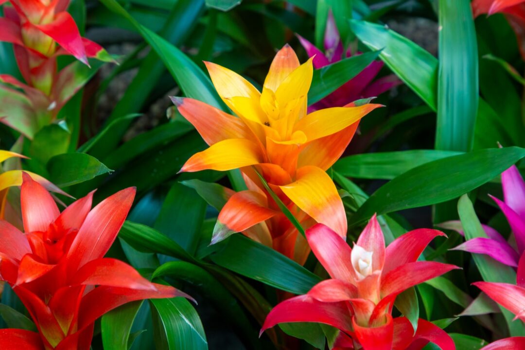 12 Best Plants For A Screened Porch In Florida Homes