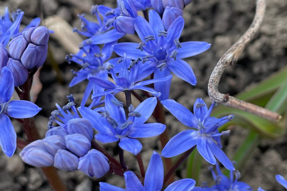 12 Common Bulbs Every North Carolina Gardener Should Plant In October
