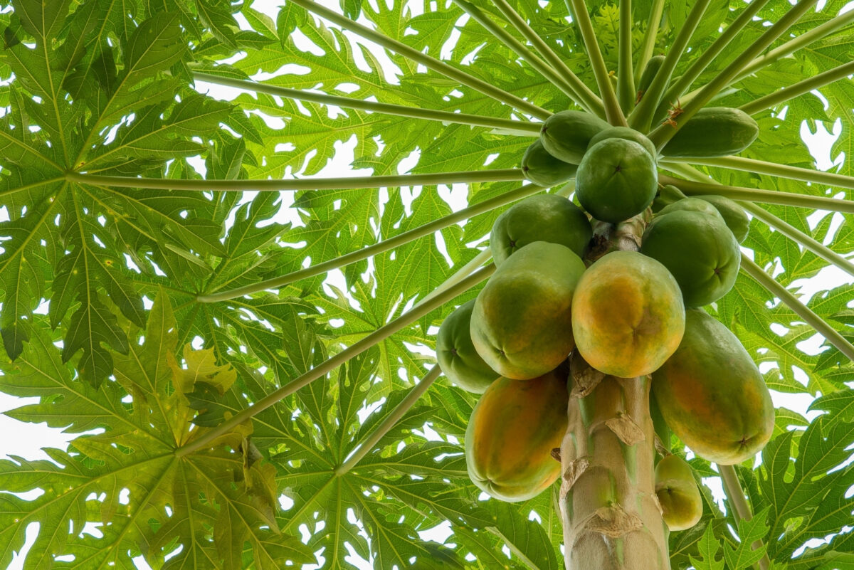12 Easy Fruits You Can Start From Seed In Florida This October