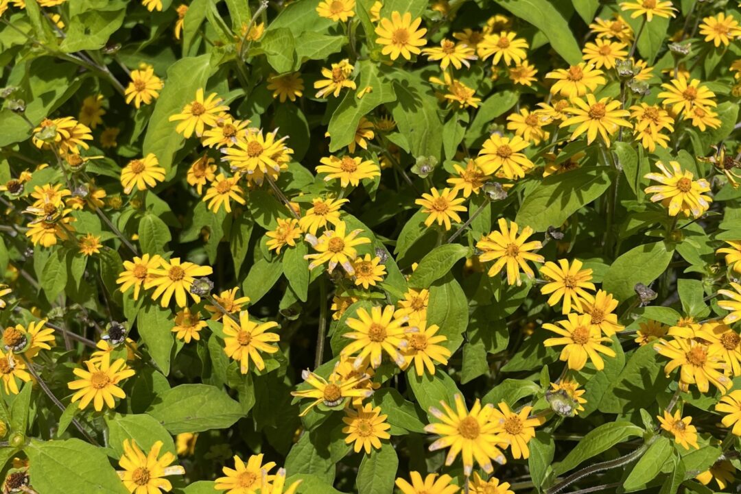 12 Fast Growing Ground Covers Perfect For Mississippi Yards