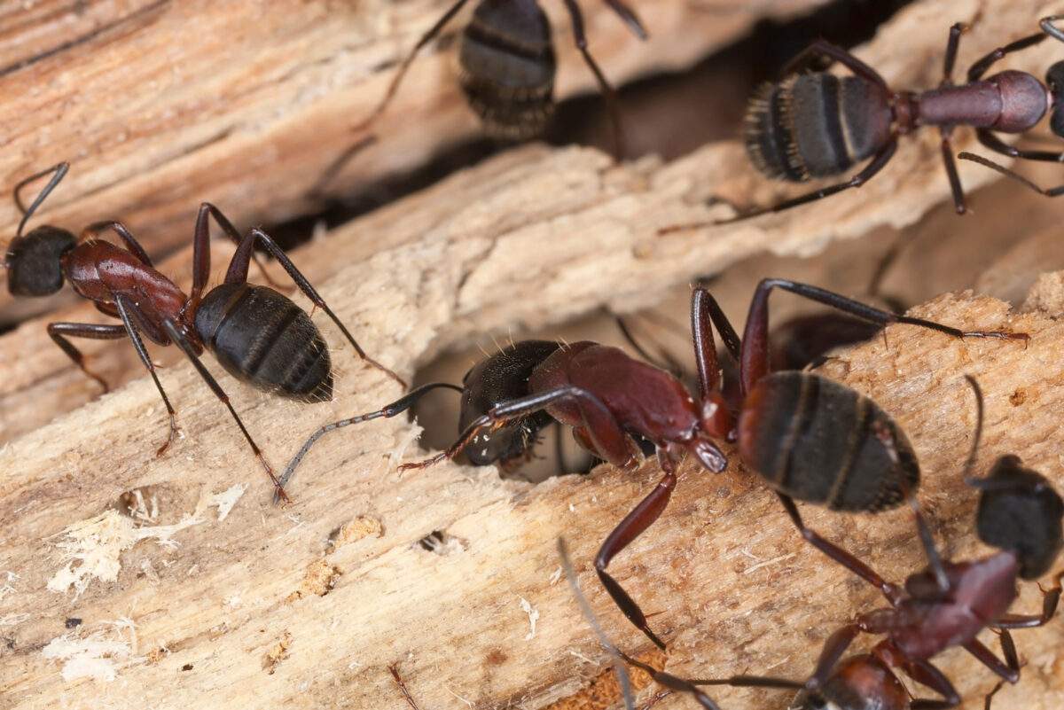 12 Harmful Insects Michigan Homeowners Need To Remove On Sight