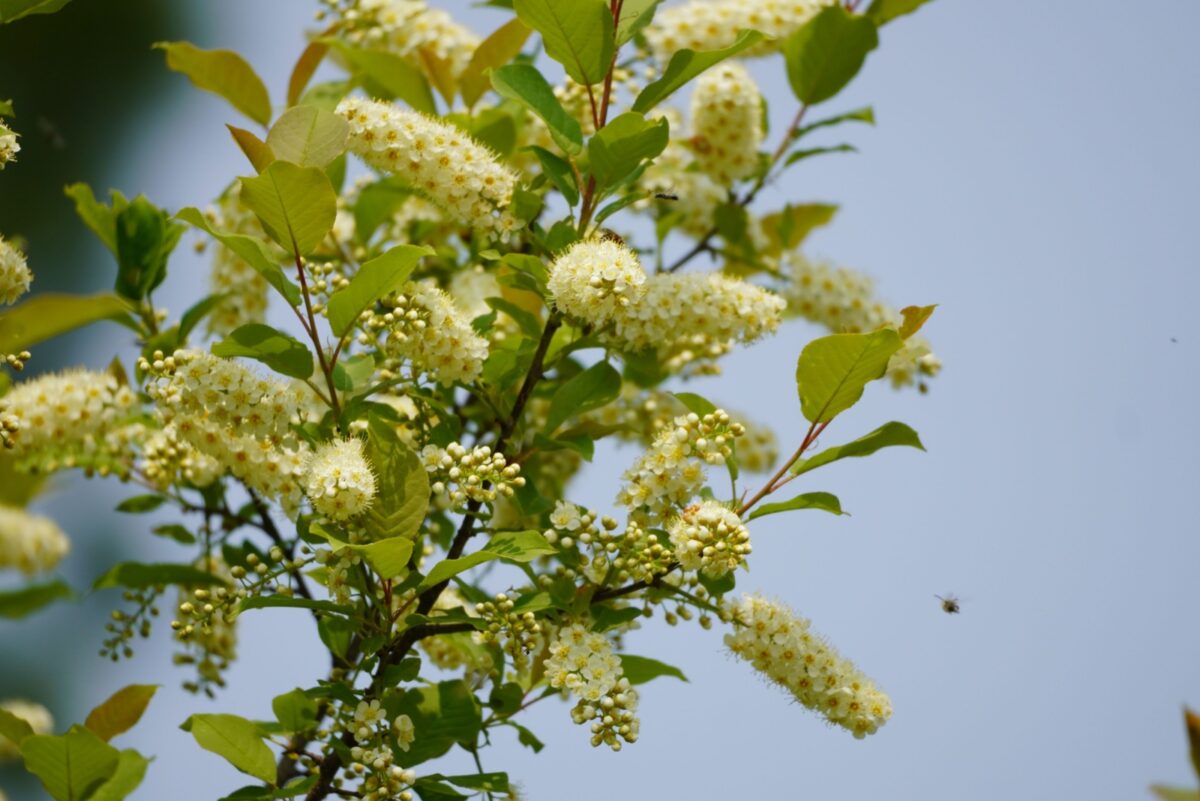 12 Messy Trees That Will Make A Texas Yard Hard To Maintain