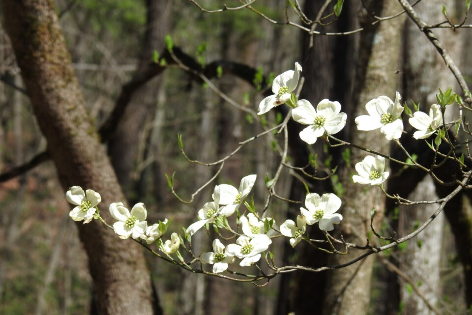 12 Small Trees Ideal For North Carolina Shady Gardens