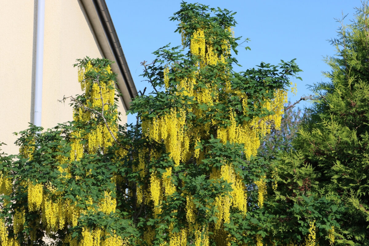 12 Toxic Trees Every Alaska Homeowner Should Know About