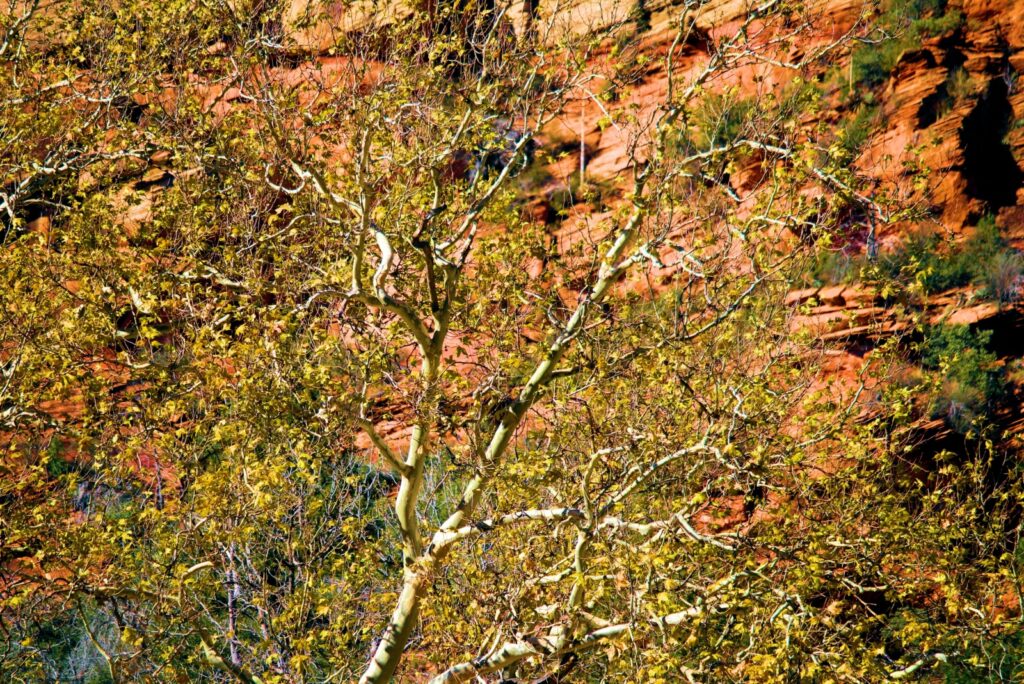 12 Trees New Mexico Law Says You Cannot Cut Down Without Penalty