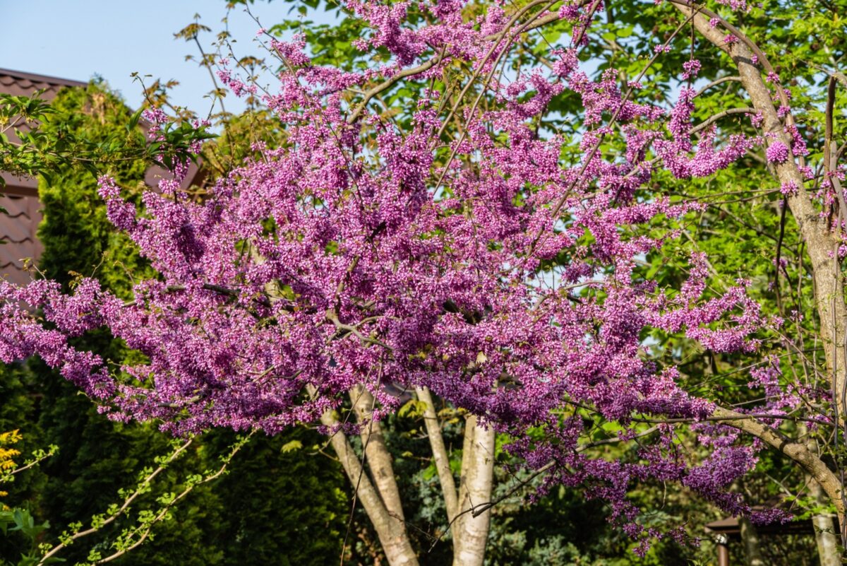 13 Best Trees To Plant In Fall For Beautiful Yards Across North Carolina