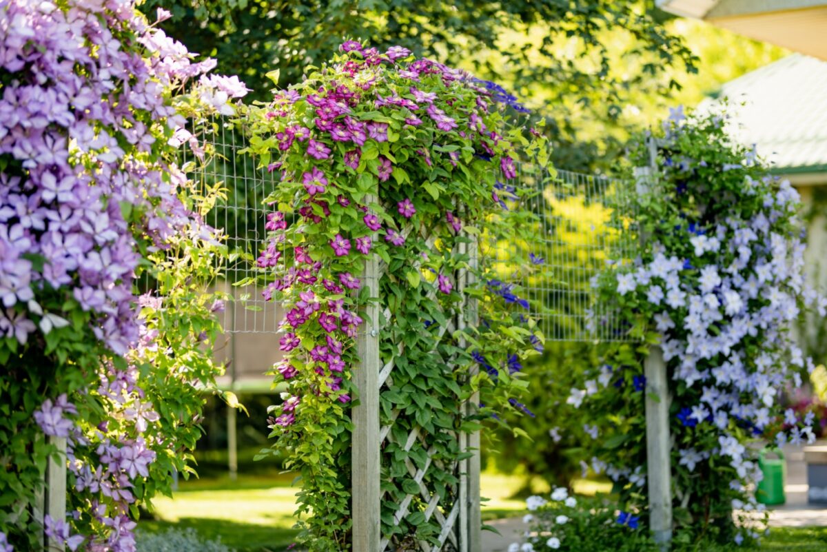 13 Flowering Vines You Can Plant Once And Enjoy Every Year In Georgia