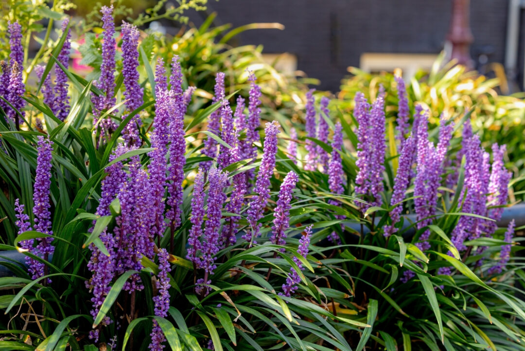 13 Ground Covers That Instantly Transform Bare Spots In Georgia Gardens
