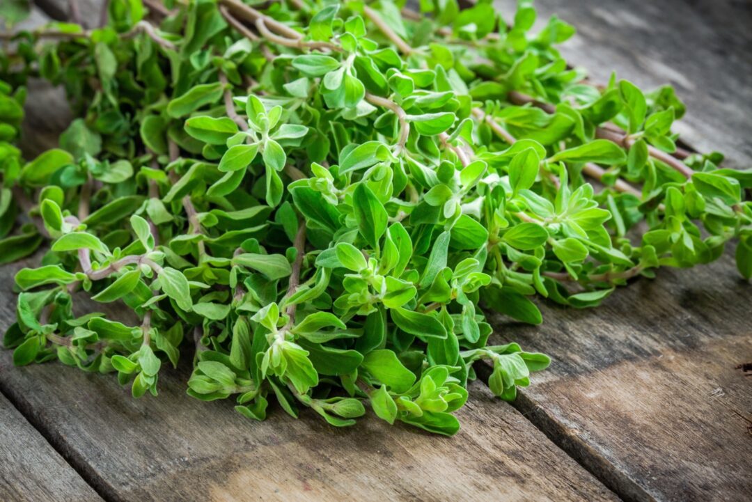 13 Herbs You Can Harvest And Freeze In North Carolina Before Winter Arrives