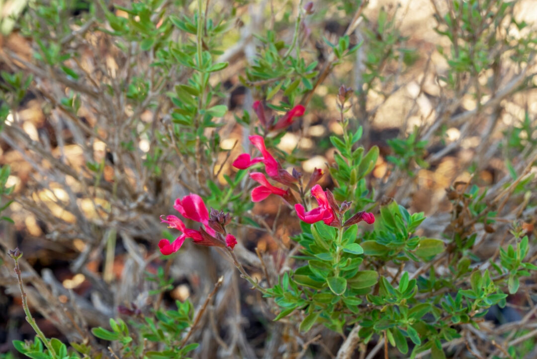 13 Stunning Fall Flowers That Brighten Autumn In Texas