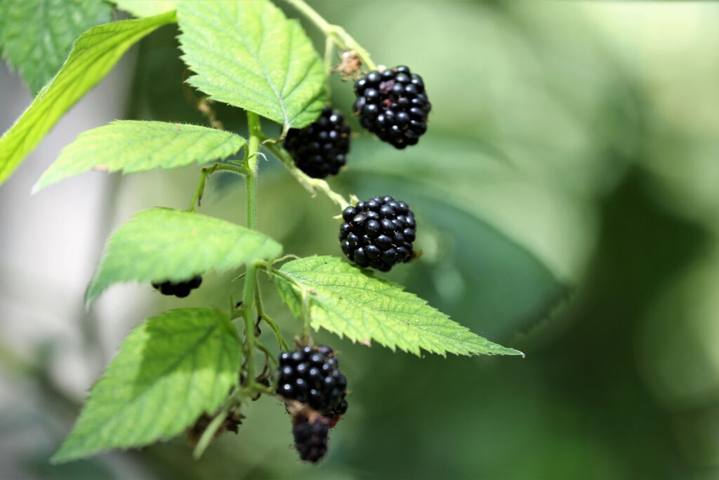 14 Easy Fruits You Can Plant From Seed In Connecticut This Fall