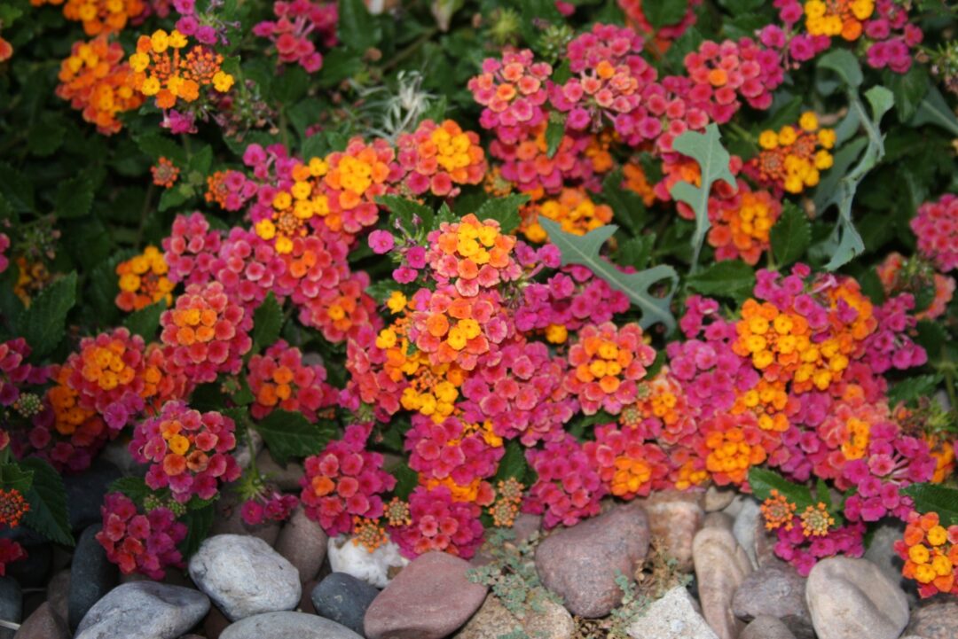 14 Fall Flowers Georgia Gardeners Use To Attract Migrating Birds